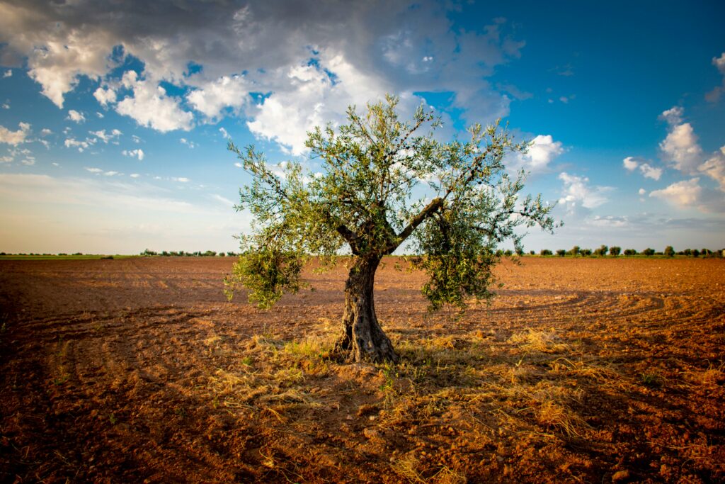 The Imagery and Significance of Trees throughout God’s Word - National ...